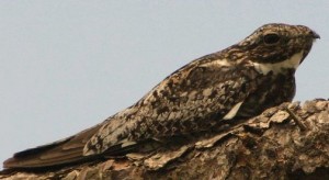Featured Feathers: Common Nighthawk - Bird Canada