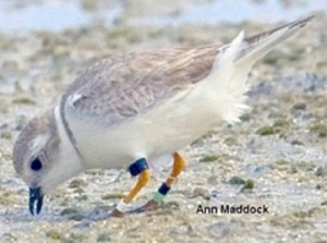 Piping Plovers Colour Banded - Bird Canada