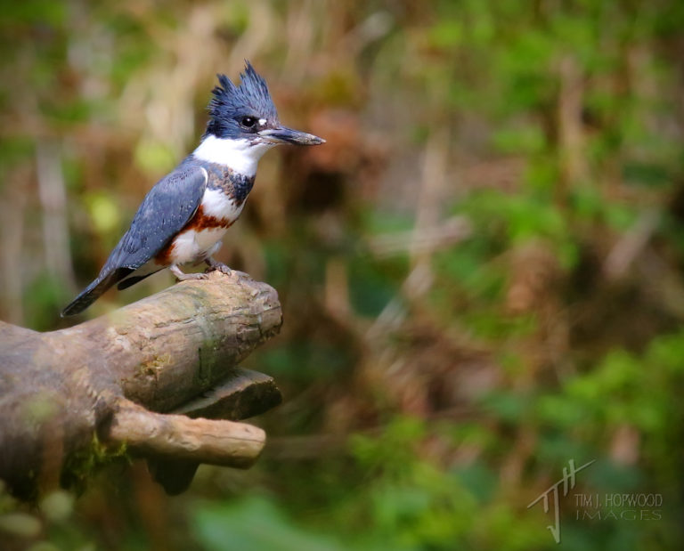 Postcard from Vancouver Island: birding around Victoria B.C. - Bird Canada