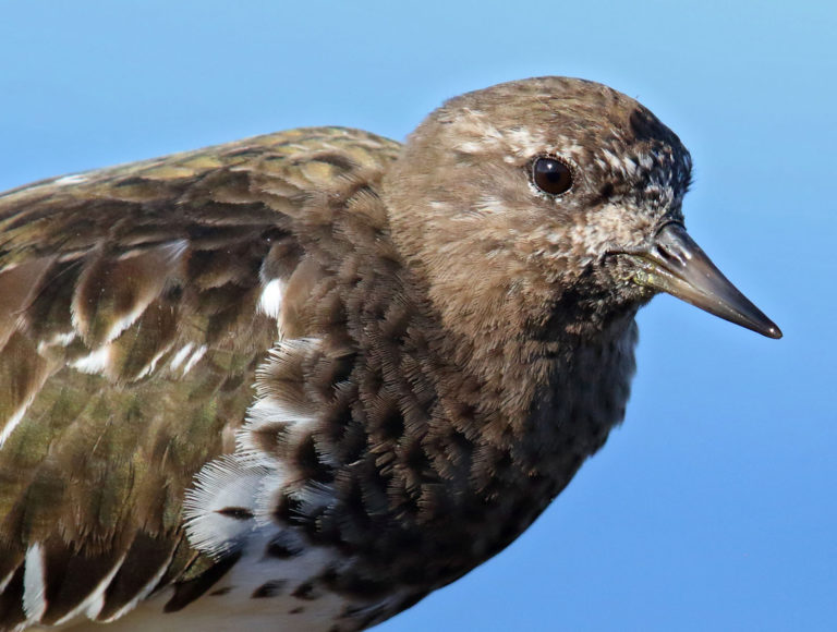 Postcard from Vancouver Island: birding around Victoria B.C. - Bird Canada