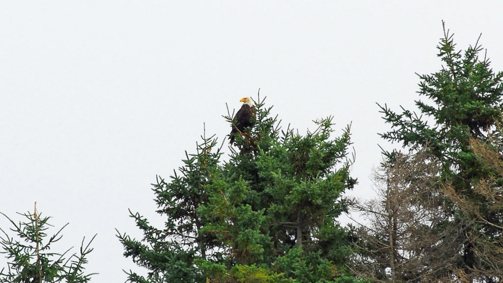 Early Summer on Prince Edward Island - Bird Canada