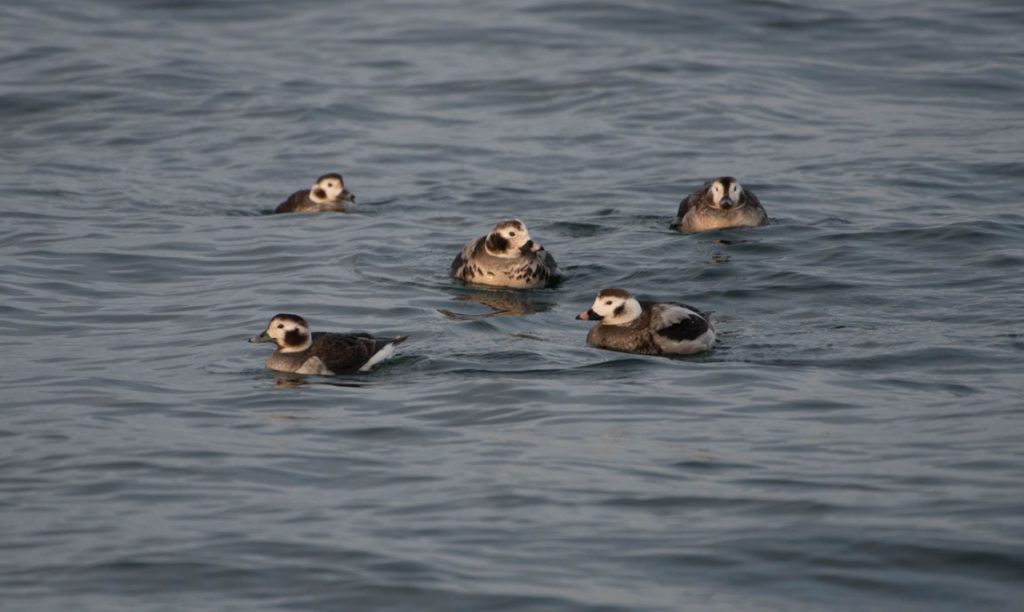 Old Squaw Group - Bird Canada
