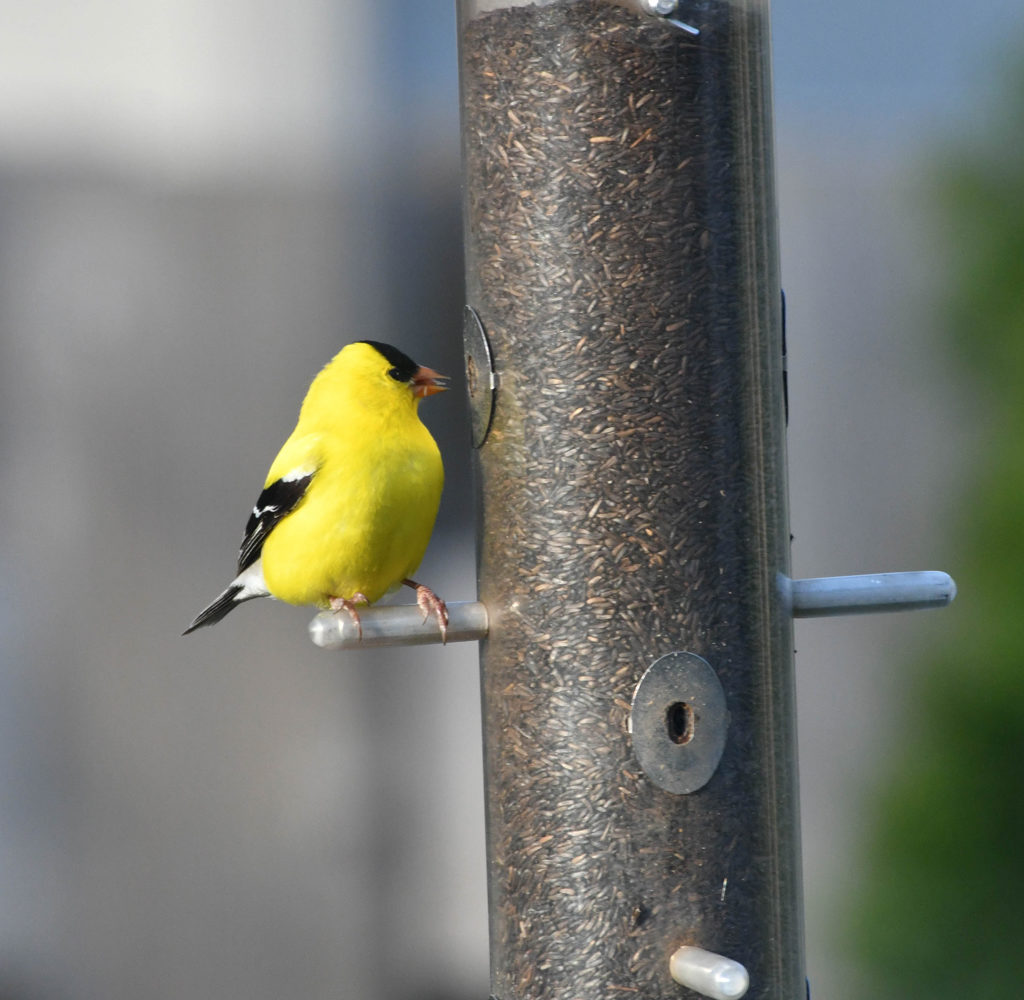 Goldfinch-male - Bird Canada