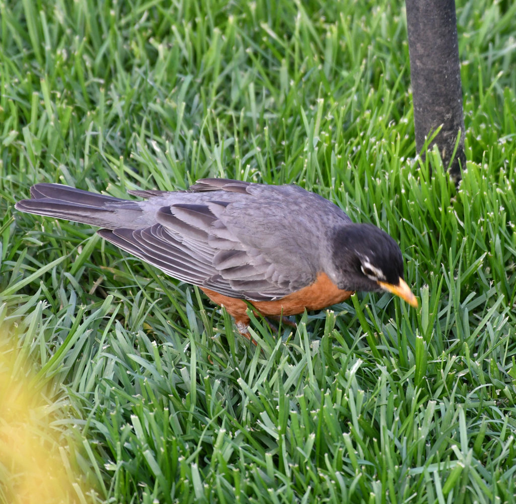 Robin-in-grass - Bird Canada