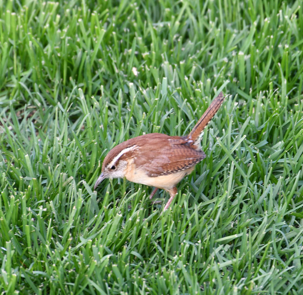 Southern Ontario's Spring Bounty - Bird Canada