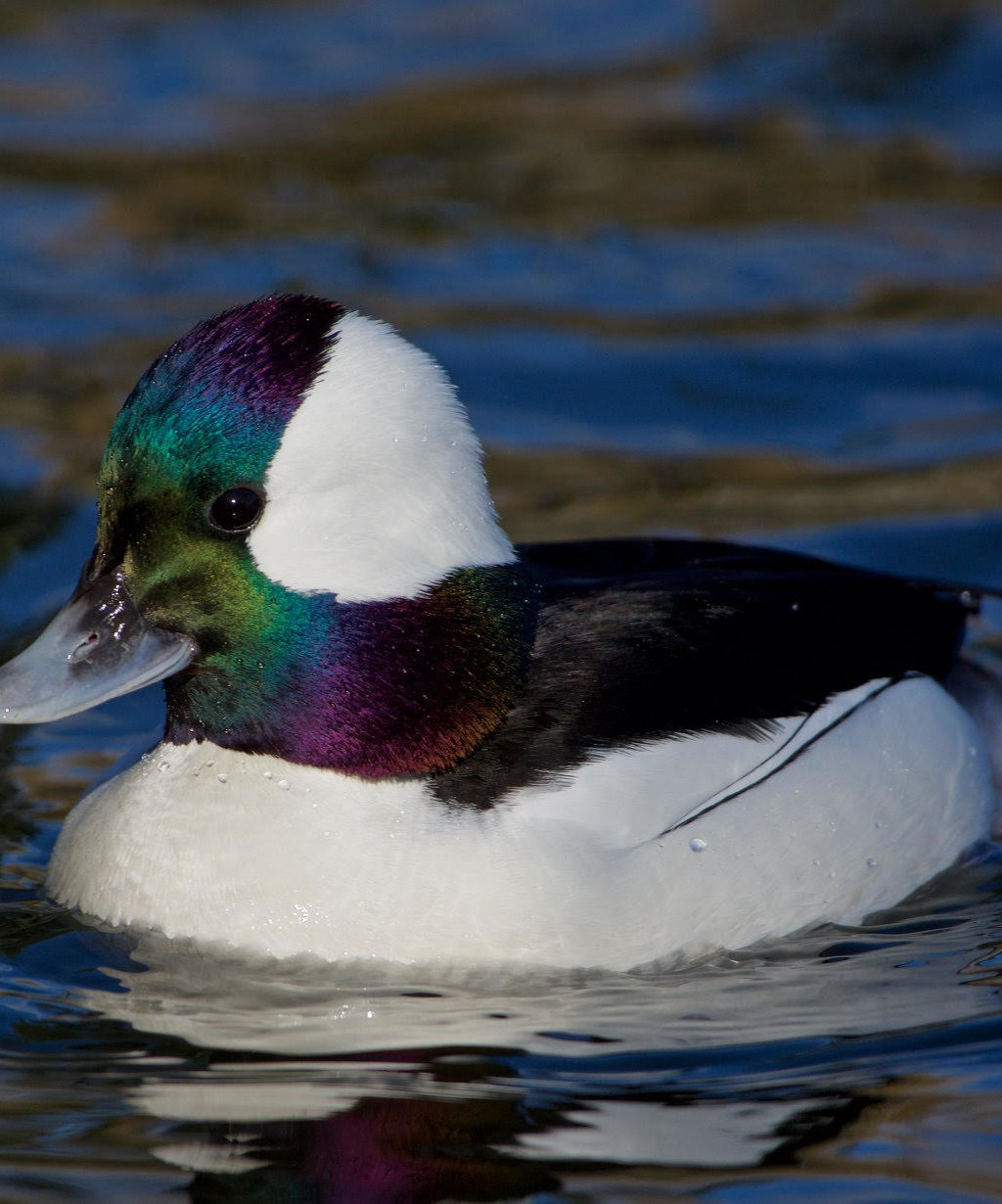 On Becoming an Urban Birder - Bird Canada