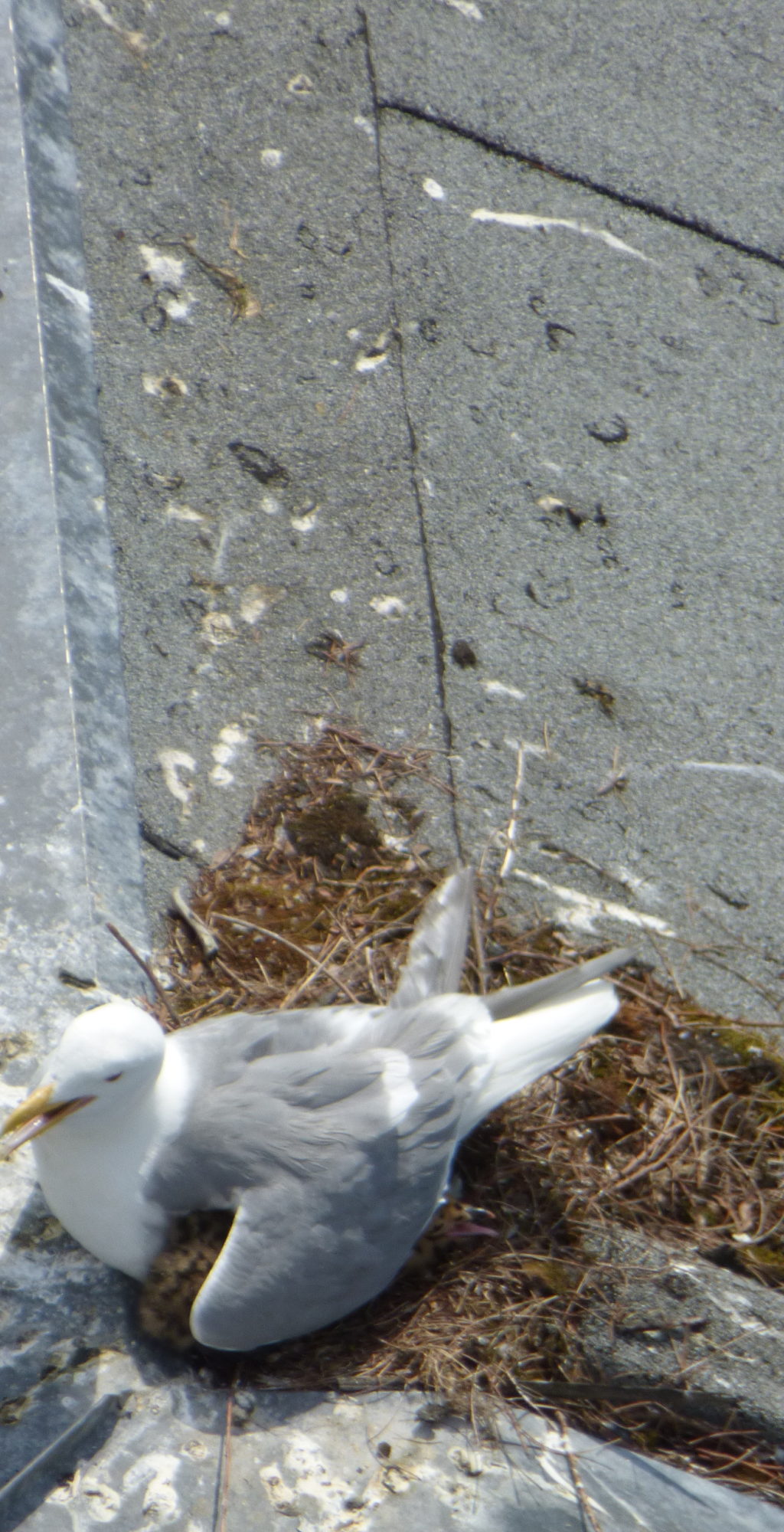 The Canada Day Gulls - Bird Canada