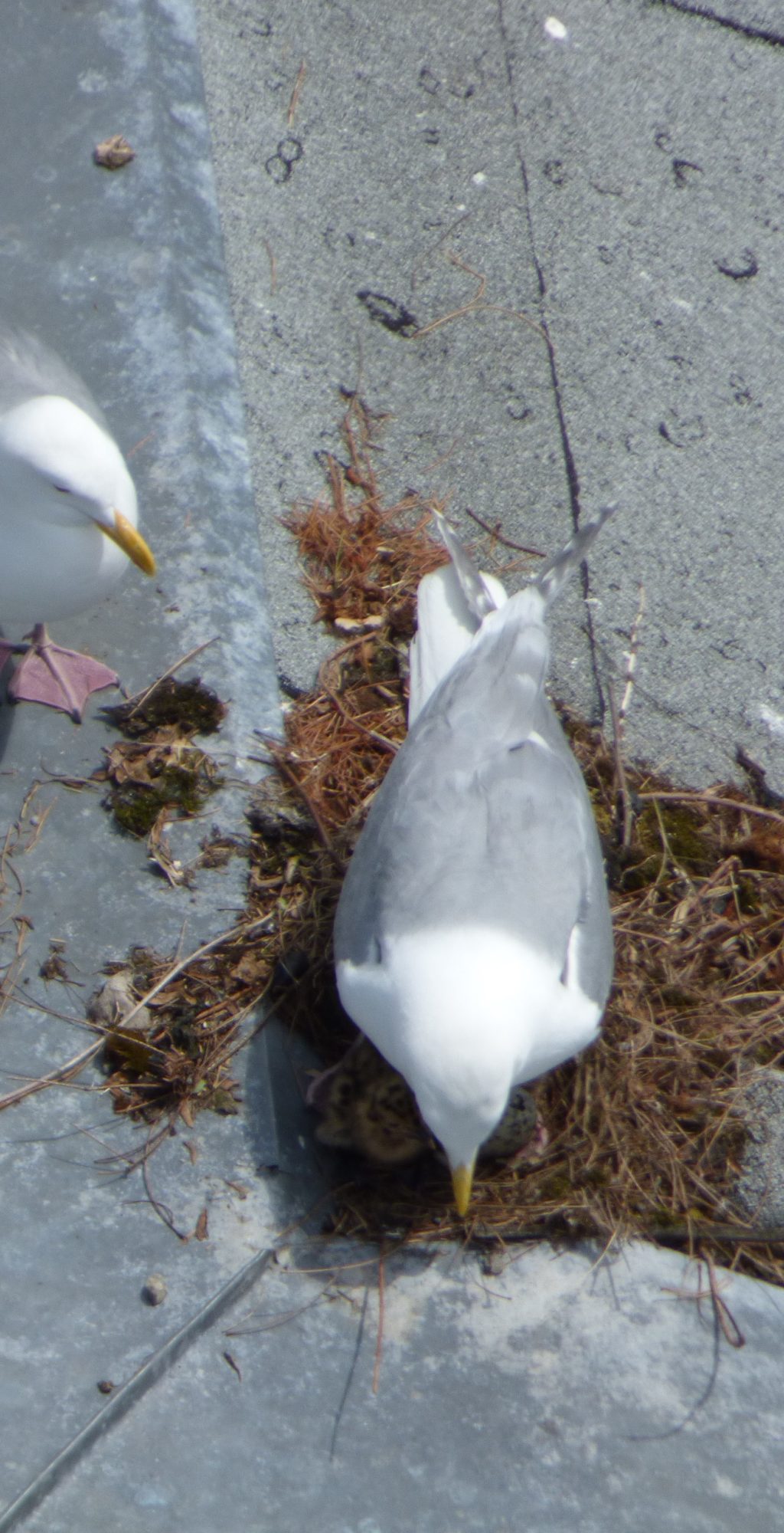 The Canada Day Gulls - Bird Canada