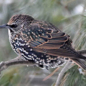 Starling - Bird Canada