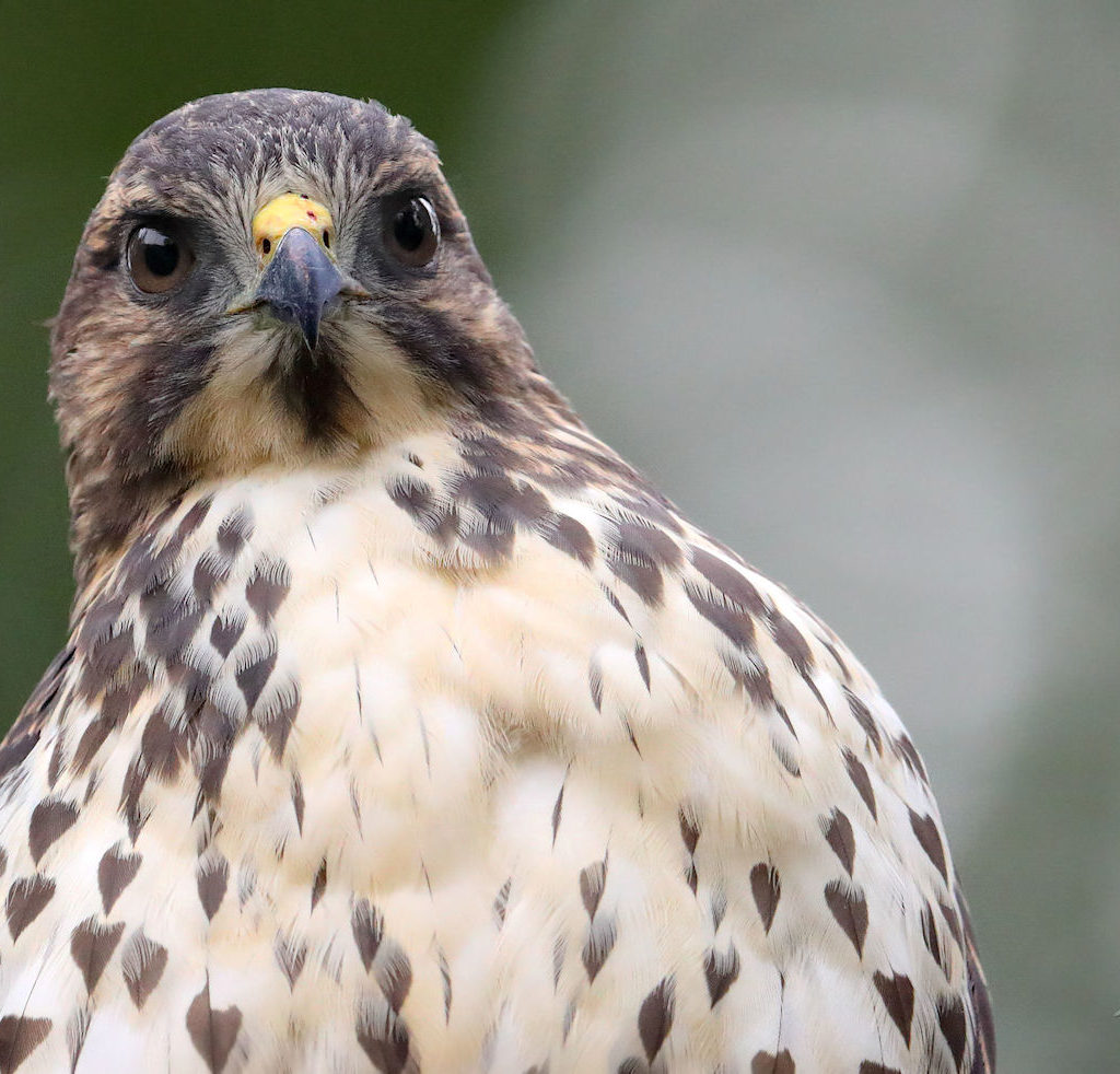 My last birds of the Alberta Summer - Bird Canada