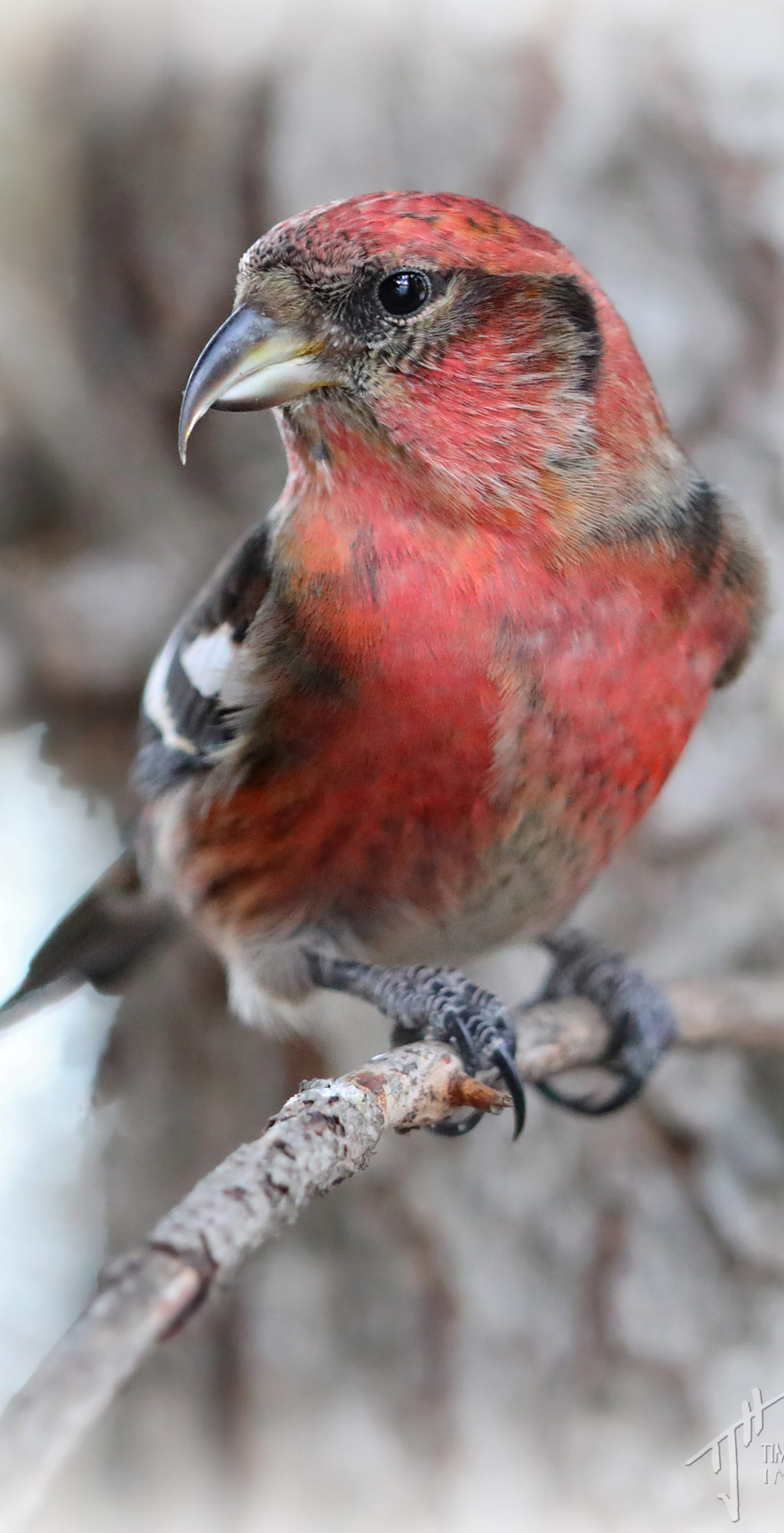 A Very Brief Winter Birding Update - Bird Canada