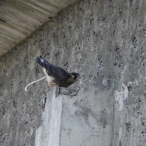 T.O. Backyard - Falcon Fledge Watching (not from our yard of course ...