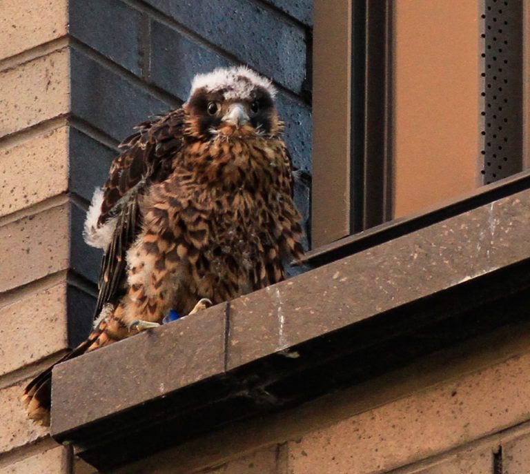 T.O. Backyard - Falcon Fledge Watching (not from our yard of course ...