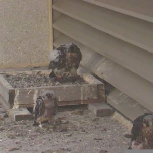 T.O. Backyard - Falcon Fledge Watching (not from our yard of course ...