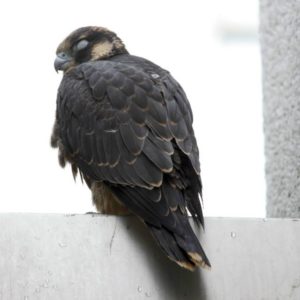 T.O. Backyard - Falcon Fledge Watching (not from our yard of course ...