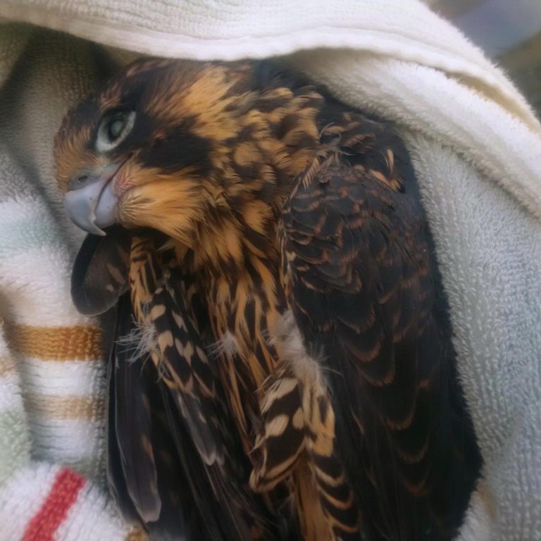 T.O. Backyard - Falcon Fledge Watching (not from our yard of course ...