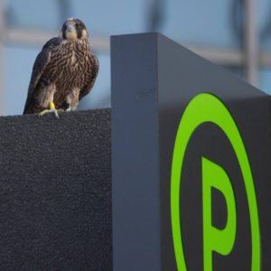 T.O. Backyard - Falcon Fledge Watching (not from our yard of course ...