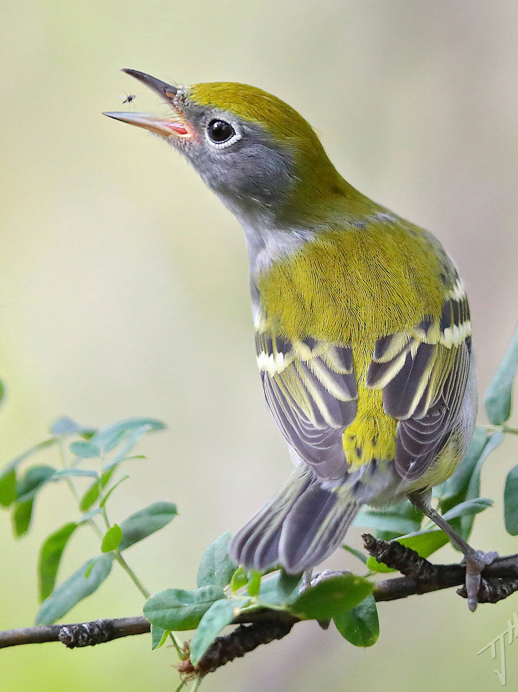 'Southward Bound' - A Songbird Migration Photo Album - Bird Canada