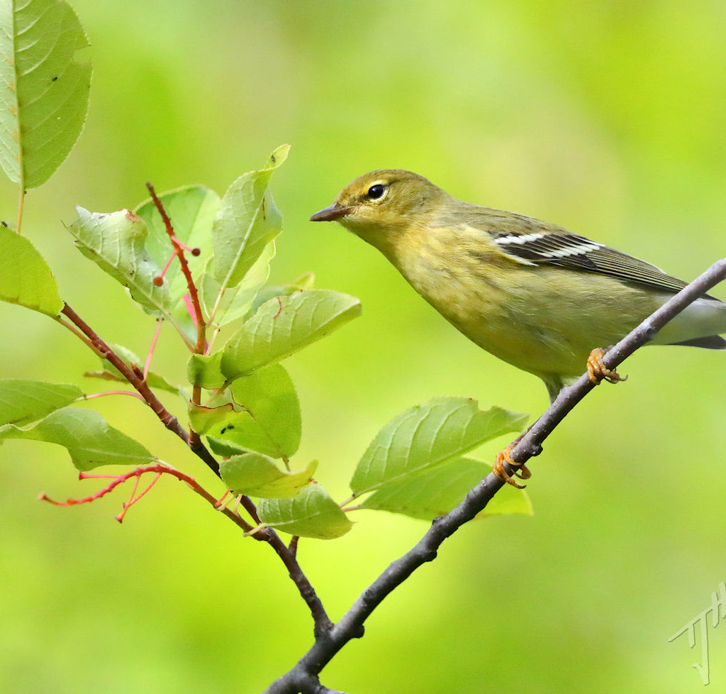 'Southward Bound' - A Songbird Migration Photo Album - Bird Canada