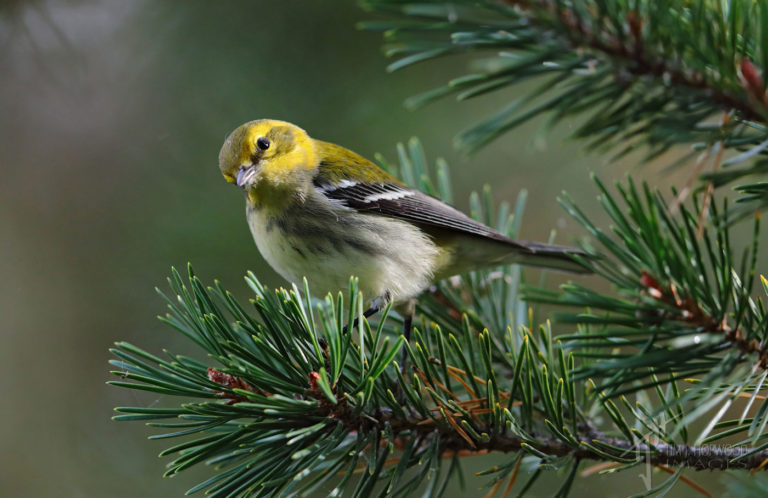'Southward Bound' - A Songbird Migration Photo Album - Bird Canada
